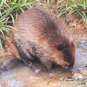 Perfumes with Castoreum Notes | PerfumeMaster.com