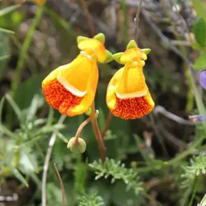 Perfumes with Paramela Notes | PerfumeMaster.com