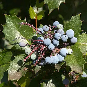 Perfumes with Mahonia Notes | PerfumeMaster.com