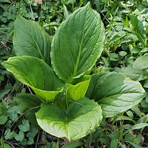 Perfumes with Skunk Cabbage Notes | PerfumeMaster.com